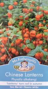 Harilik füüsal (Hiina latern) 150 s. – Seemi AS